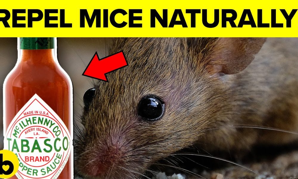 7 Ways That Can Help You Keep Mice out of Your Home – My WordPress Website